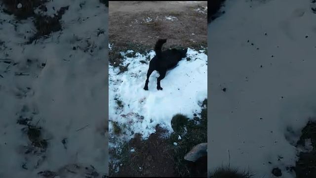Самое смешное видео в мире
