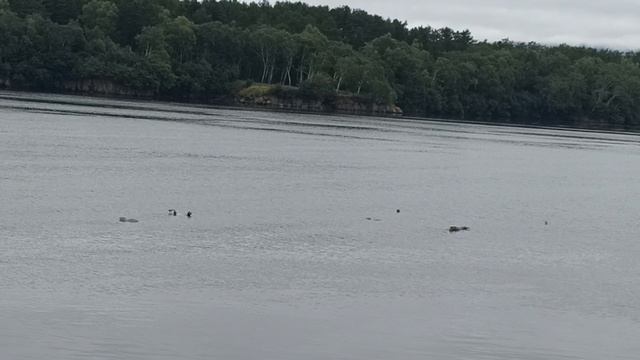 Морские котики отдыхают Советская Гавань