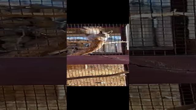 ДАЙТЕ БЕЛКЕ КОЛЕСО!