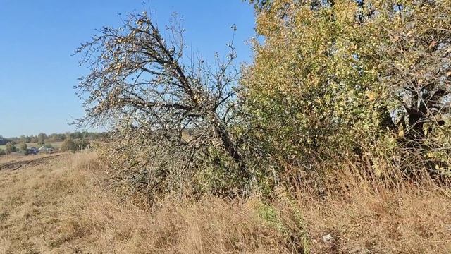 Деревенский влог. Много покупок. Опять подарки.