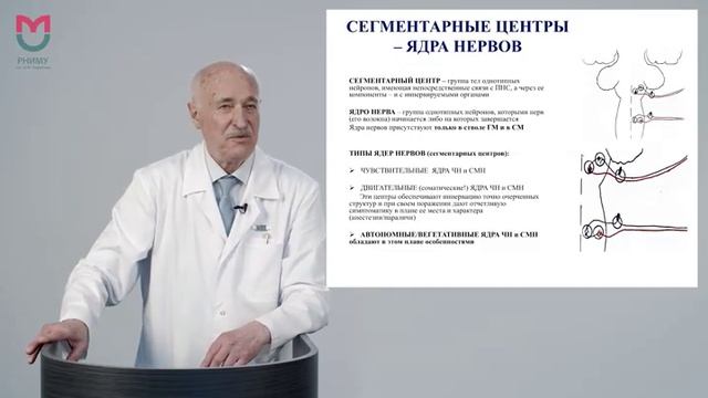 Лекция 13. Автономная нервная система