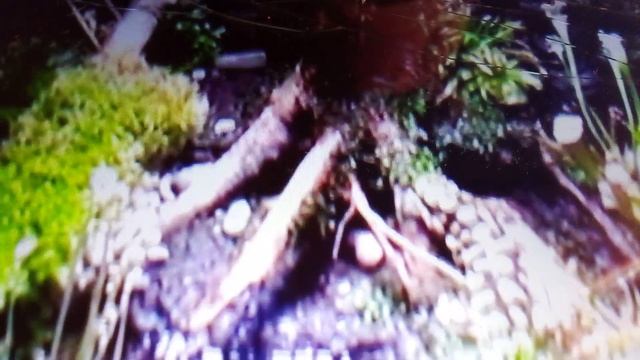 Москвариум. Тигровая амбистома.