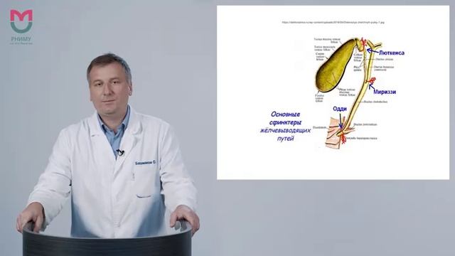 Лекция 18. Принцип строения паренхиматозных органов
