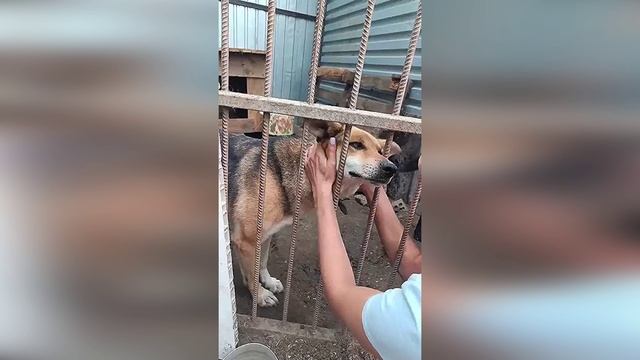 Ласкуша Марта 🤗 Ищем дом! 🙏