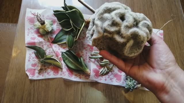 Суккуленты и кактусы из Китая. Растения из посылки по предзаказу