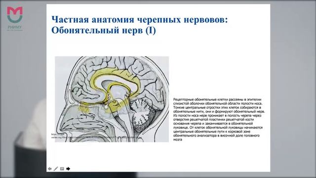 Лекция 10. Черепные нервы. Классификация и принципы организации