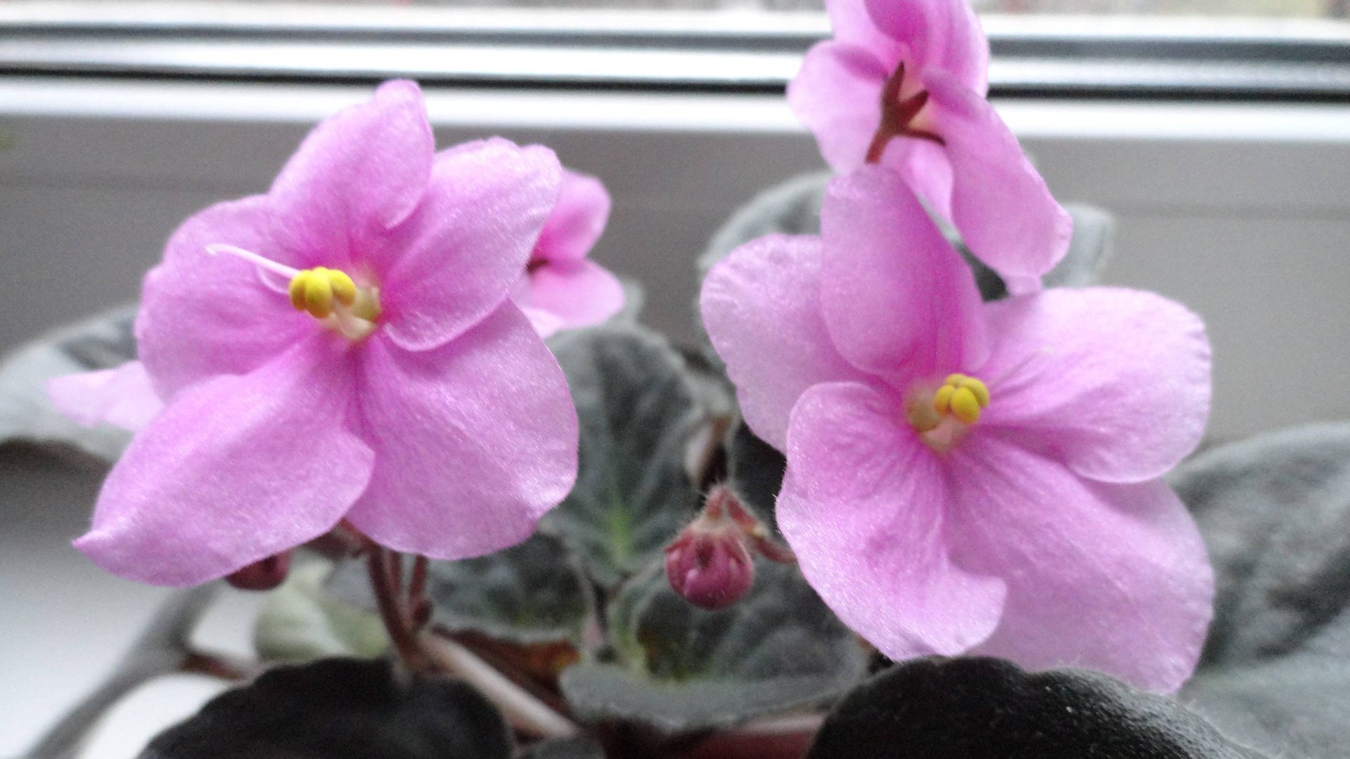 Мои комнатные цветы / Обзор.