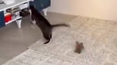 Боевая белка