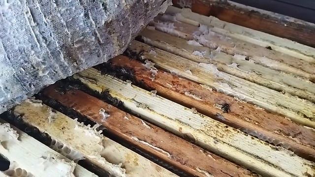 Расход кормов пчелами в первый месяц зимовки