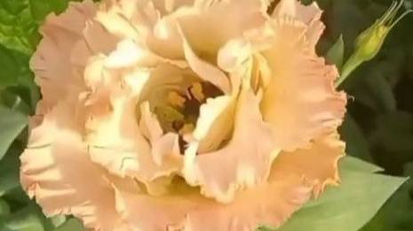 Посев эустомы 19.10.2024 года