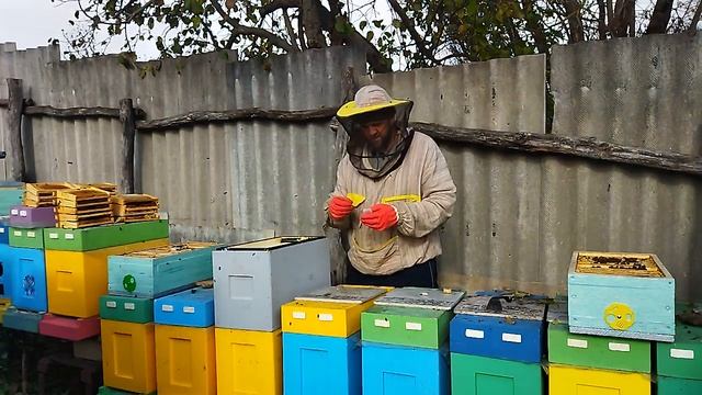 Подготовка нуклеусов к зиме