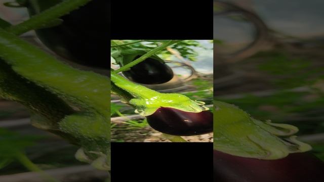 Выходные на даче 2024