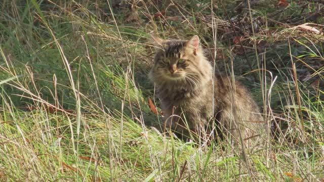 Котик-рыболов_#2, ч.4, Крылатское, 19 октября 2024