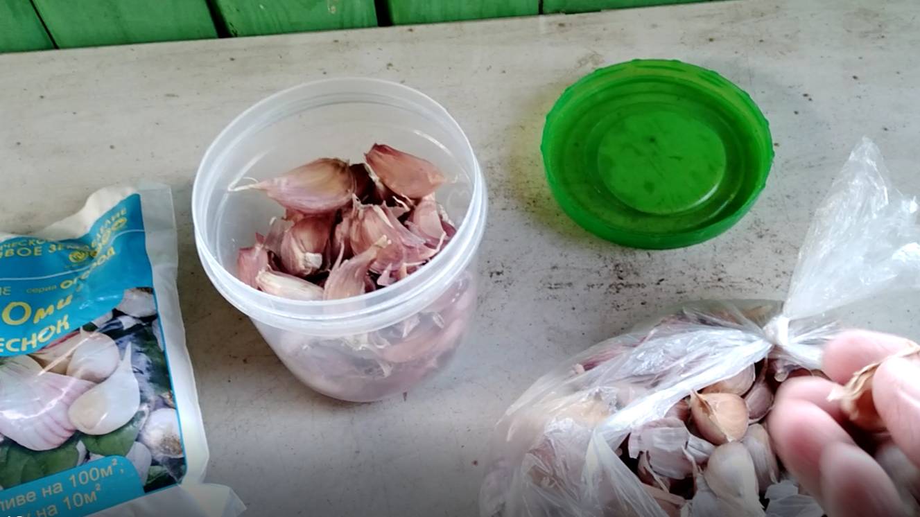 Посадка озимого чеснока в октябре - от подготовки грядки до посадки пошагово