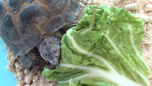 Как ухаживать за сухопутной черепахой, и чем кормить сухопутную черепаху зимой