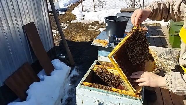 Весенняя ревизия и важнейшие работы на пасеке