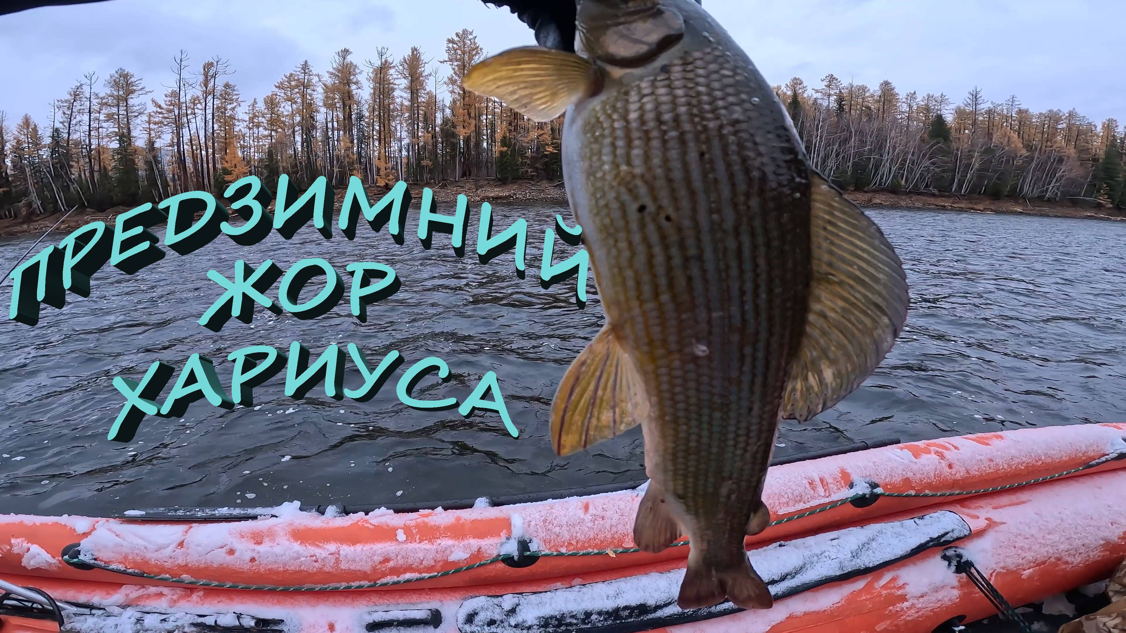 ЛОВЛЯ ХАРИУСА В ОКТЯБРЕ | ФИОЛЕТОВЫЙ ЖУК СДЕЛАЛ РЫБАЛКУ | ЖИВЁМ  В ТАЙГЕ часть - 2