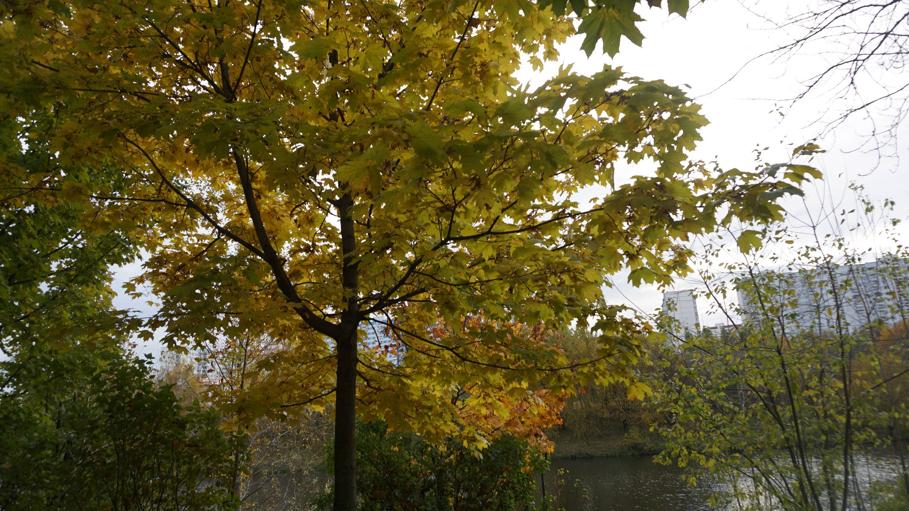 Левизна сентября