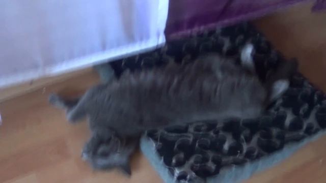 Кошка спит, забавное видео спящей кошки в неудобной позе