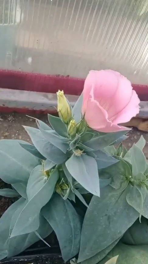 Эустоме 1,5 месяца