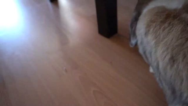 Мальчик и #Кролик, домашние животные и как жить с "вислоухим бараном"