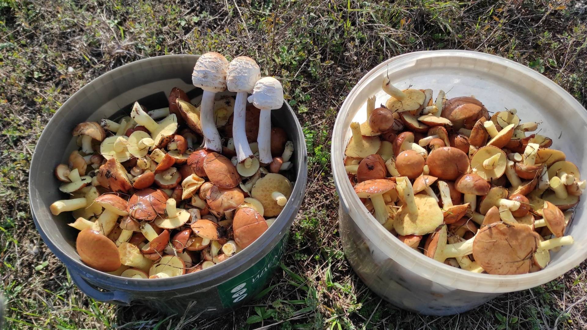 Попёрли маслята, сбор грибов в Крыму 2024 набирает обороты