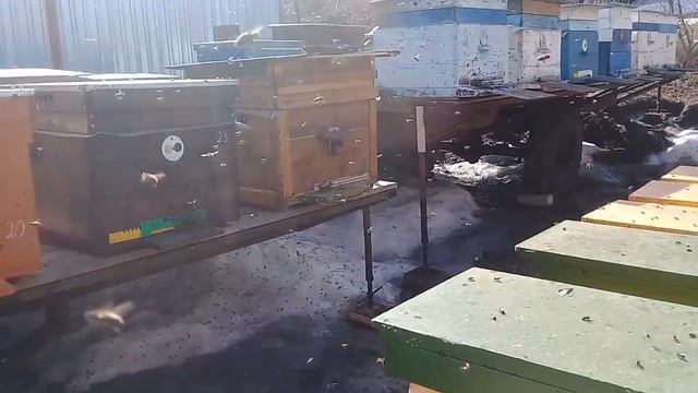 Ранняя весна Затишье перед бурей Первый облет