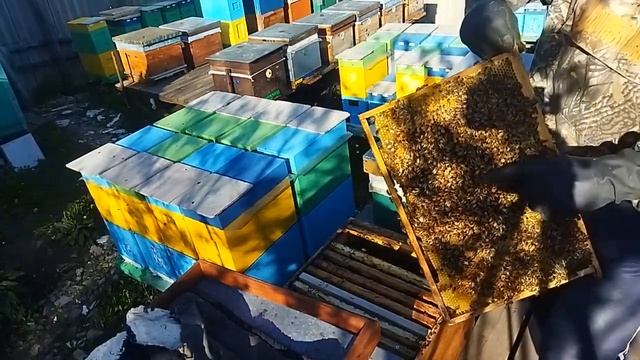 Две матки живут вместе 9 месяцев