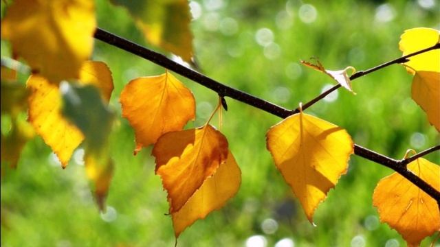 матушка земля 1_17  (видеосопровождение с музыкой)