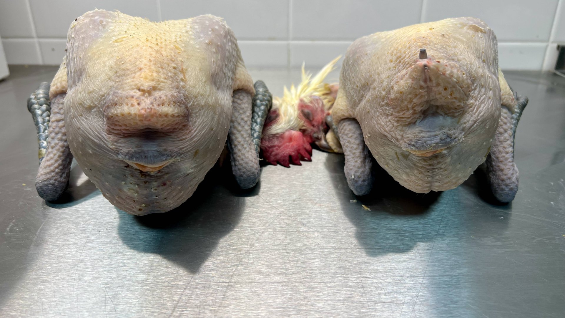 Меня спрашивают, почему Бресские куры с оперением возле головы?