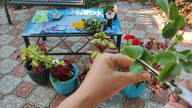 Розы, успейте черенковать!