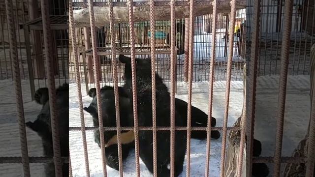 Зоопарк. Мишки борются