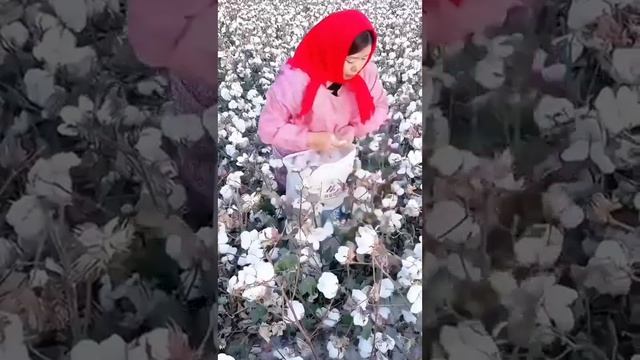 Сбор хлопка в Синьцзяне 💮