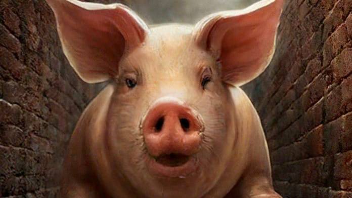 Златорыл (Альбинозус)