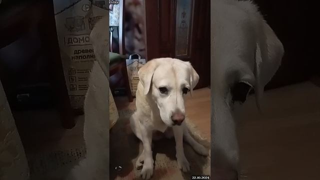 Ушастик и яблокo