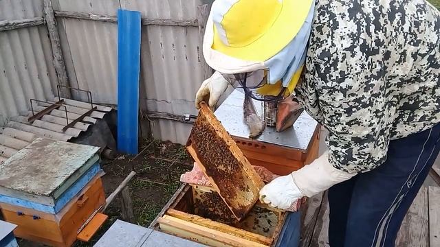 Расширение или сокращение пчелосемей в апреле