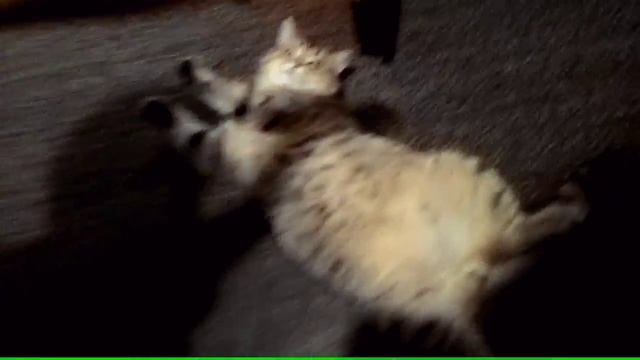 #Толстый и ленивый #котэ. #КОТ #БЕГЕМОТ. Смотрим!