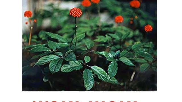 Презентация для детей по Доману. Растения цветы 3