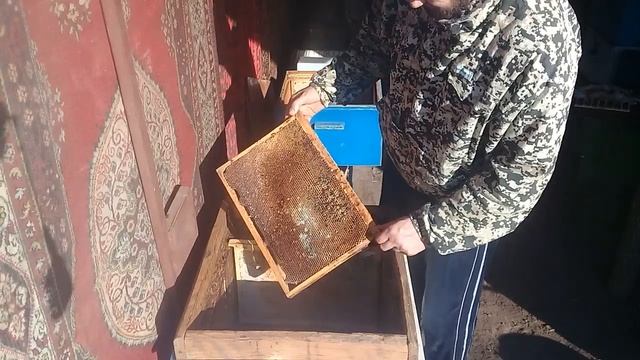 Почему погиб отводок