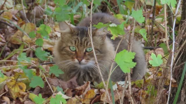 Котик-рыболов_#2, ч.5, Крылатское, 20 октября 2024