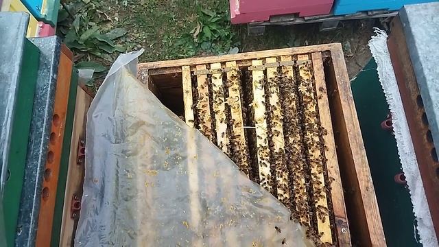 Осенняя замена маток