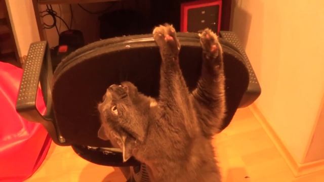 Кошка в зависоне - повисла на кресле и вошла в ступор )))