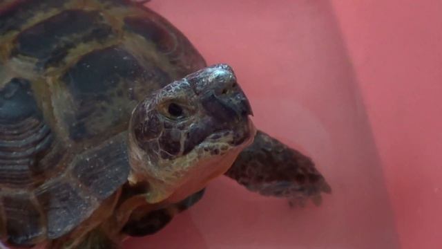 Как ухаживать за сухопутной черепахой, и как купать черепаху