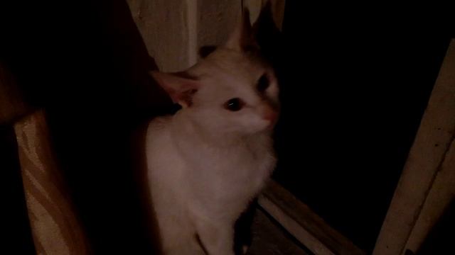 Пообщался с кошками перед сном