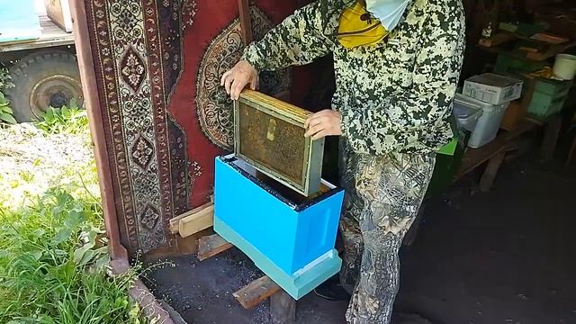 Подсадка особо ценной матки