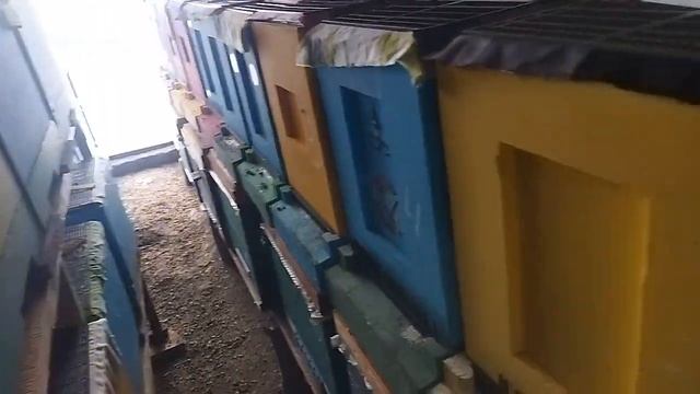 Зимуем неспеша.  Состояние пасеки 19.12.23