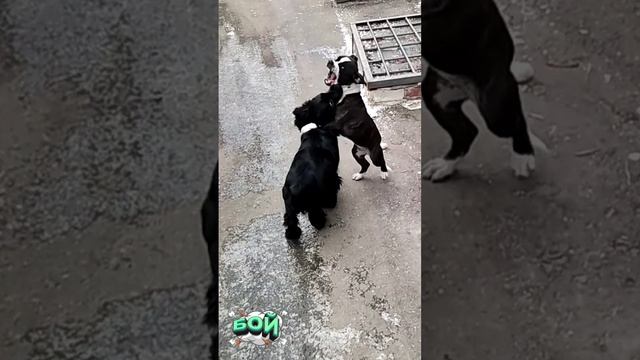 Это драка или игра? 😄 #спаниель #стаффи #драка #бой #игра #смешные #бегают #кусают #животные