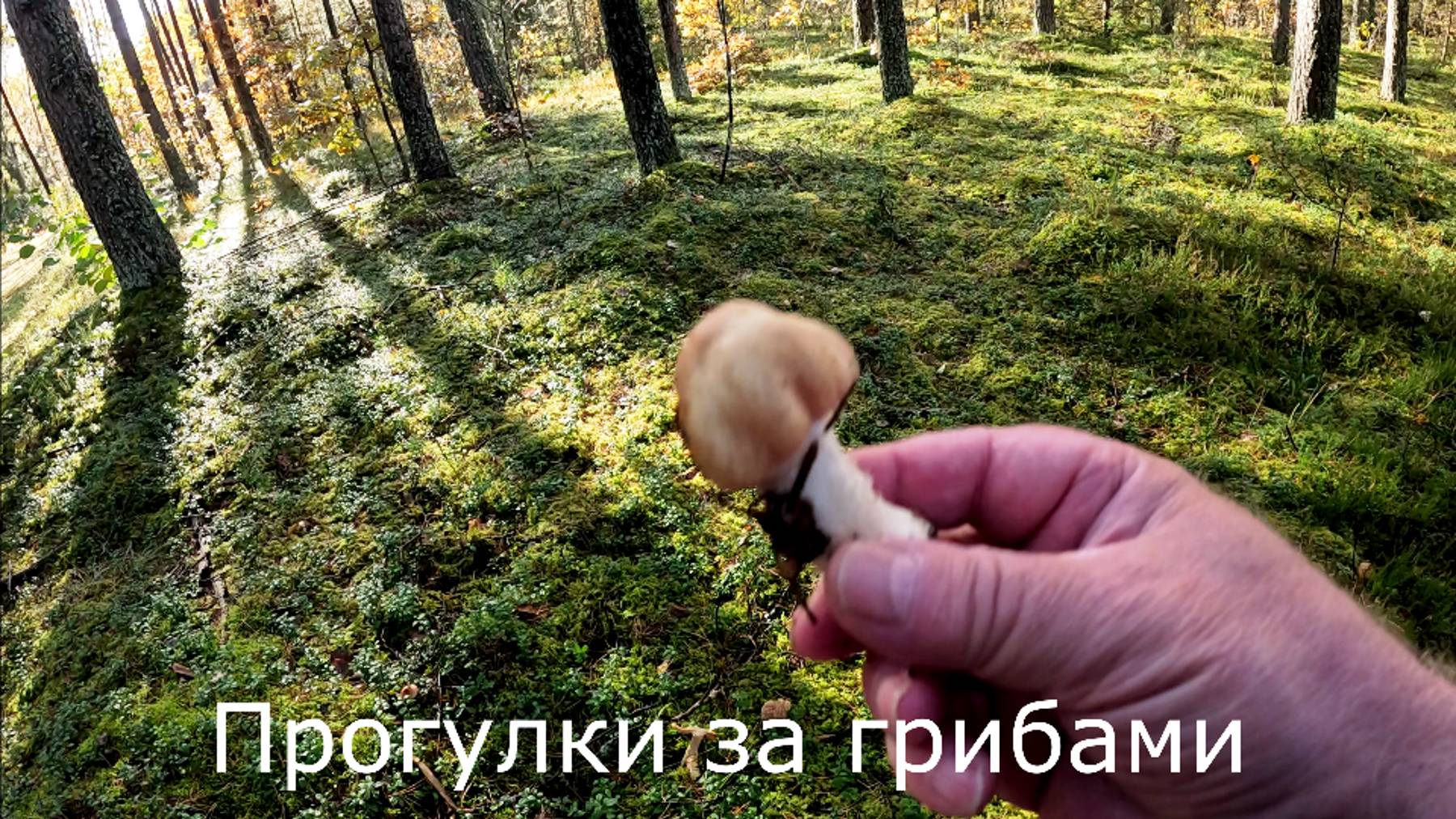 Прогулки за грибами. По рекомендации зрителя ищу цыганки на супчик.