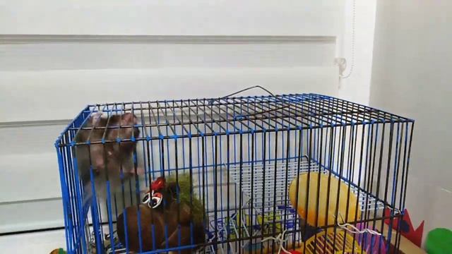 Хомяк - спайдермен, человек-паук и скалолаз