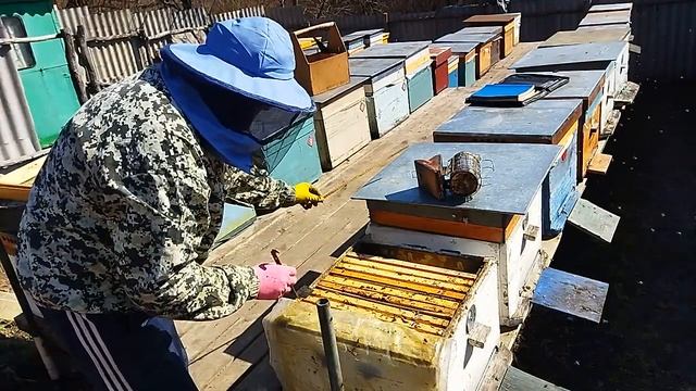 Исправляю матку трутовку  Первые пыльценосы